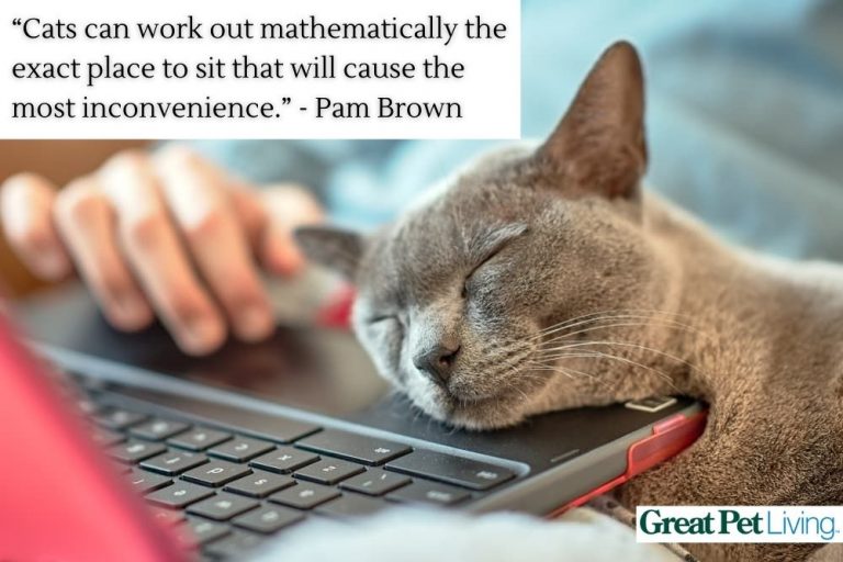 21 Funny Cat Quotes to Tickle Your Whiskers - Great Pet Living