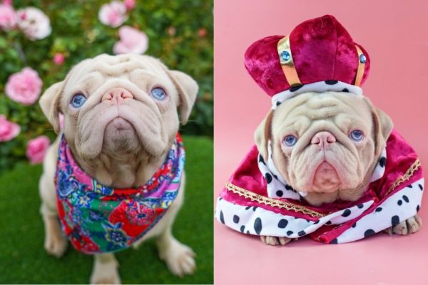 Interview: Milkshake the Pink Pug - Great Pet Living