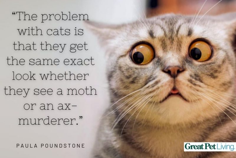 21 Funny Cat Quotes to Tickle Your Whiskers - Great Pet Living
