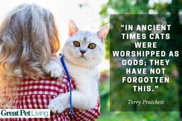 21 Funny Cat Quotes to Tickle Your Whiskers - Great Pet Living