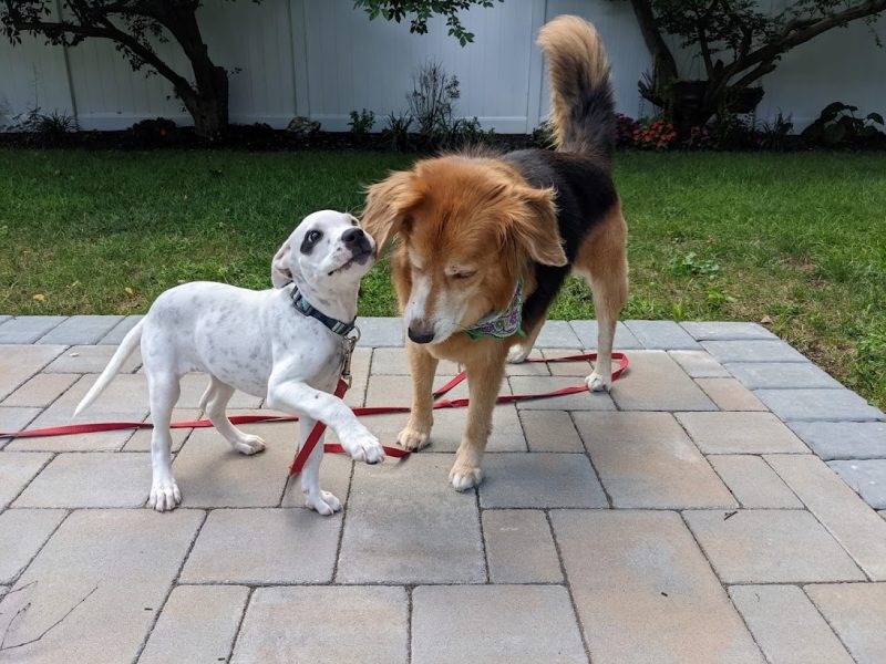 Foster Puppies 101: A How-To Guide for Foster Parents - Great Pet Living