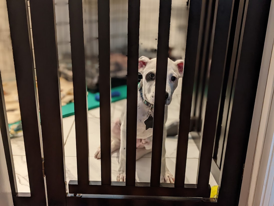 Foster Puppies 101: A How-To Guide for Foster Parents - Great Pet Living