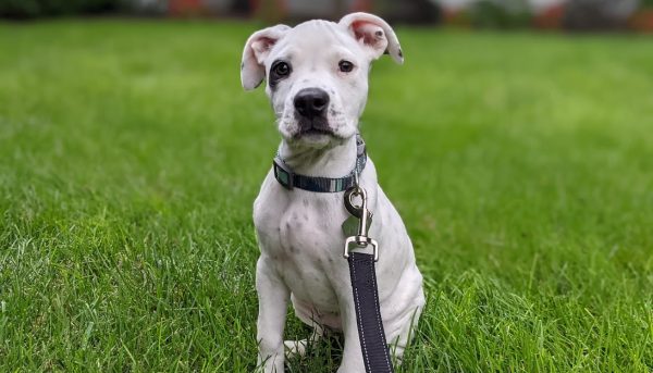 Foster Puppies 101: A How-To Guide for Foster Parents - Great Pet Living