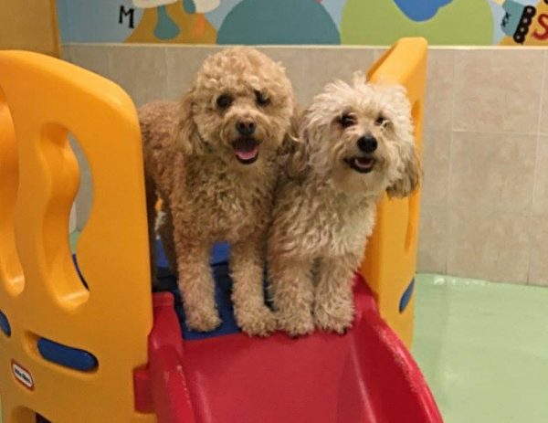 Best Dog Daycare in NYC: 8 Safe and Fun Options - Great Pet Living