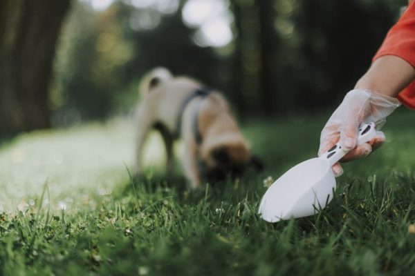 Dog Poop Clean Up: Surefire Methods To Try - Great Pet Living