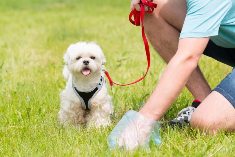 Dog Poop Clean Up: Surefire Methods To Try - Great Pet Living