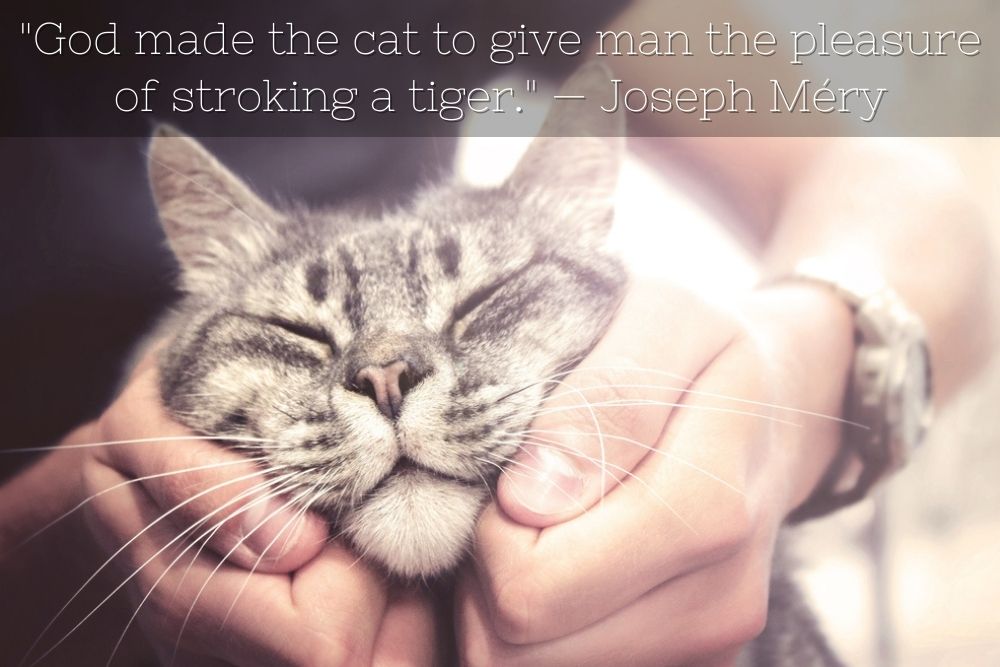 45 Best Cat Quotes Cute Cat Sayings To Describe Your Kitten Atelier 45 Best Cat Quotes Cute Cat Sayings To Describe Your Kitten Atelier
