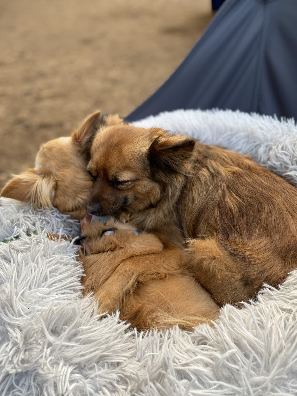 Sleeping Dog Images: 26 of the Cutest Pics - Great Pet Living