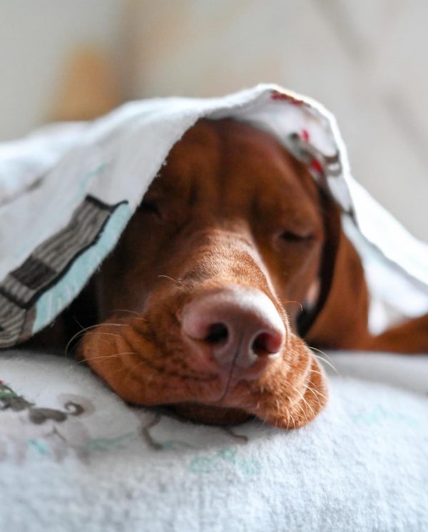Sleeping Dog Images: 26 of the Cutest Pics - Great Pet Living