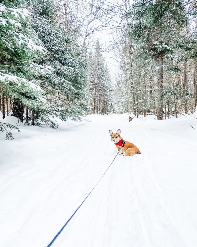 Dogs in Snow: 32 Pups Winning at Winter - Great Pet Living