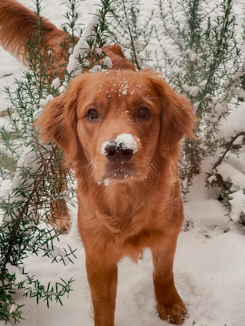 Dogs in Snow: 32 Pups Winning at Winter - Great Pet Living