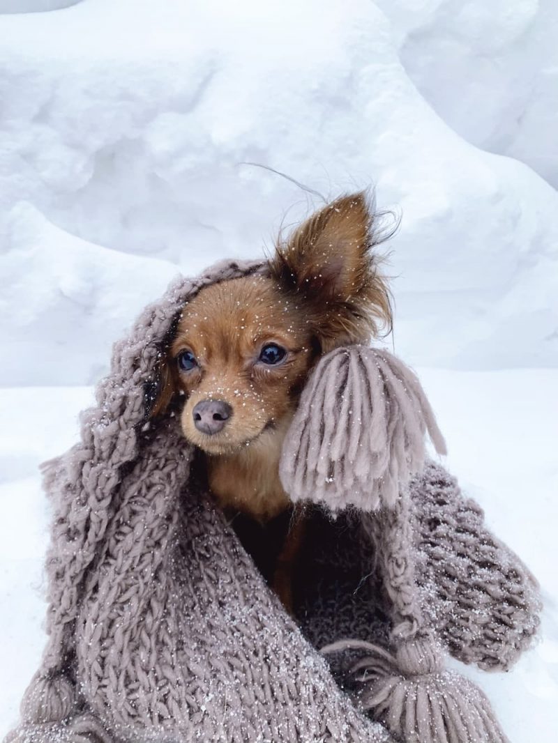 Dogs in Snow: 32 Pups Winning at Winter - Great Pet Living