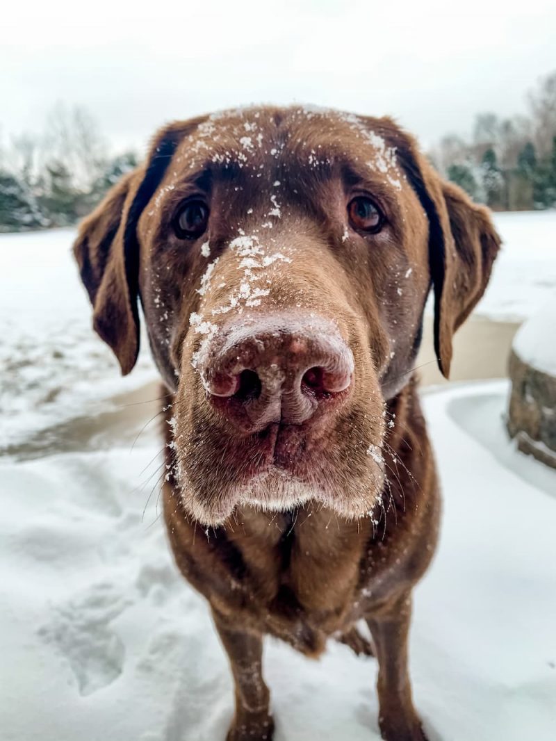 Dogs in Snow: 32 Pups Winning at Winter - Great Pet Living