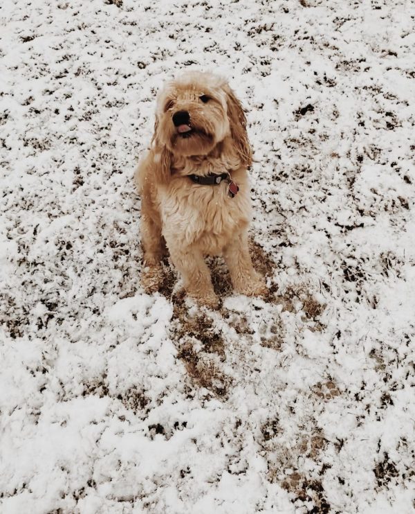 Dogs in Snow: 32 Pups Winning at Winter - Great Pet Living