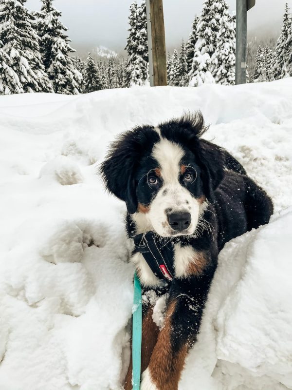 Dogs in Snow: 32 Pups Winning at Winter - Great Pet Living