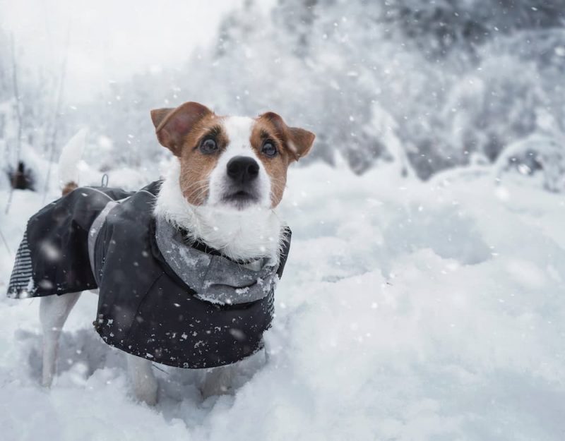 Dogs in Snow: 32 Pups Winning at Winter - Great Pet Living