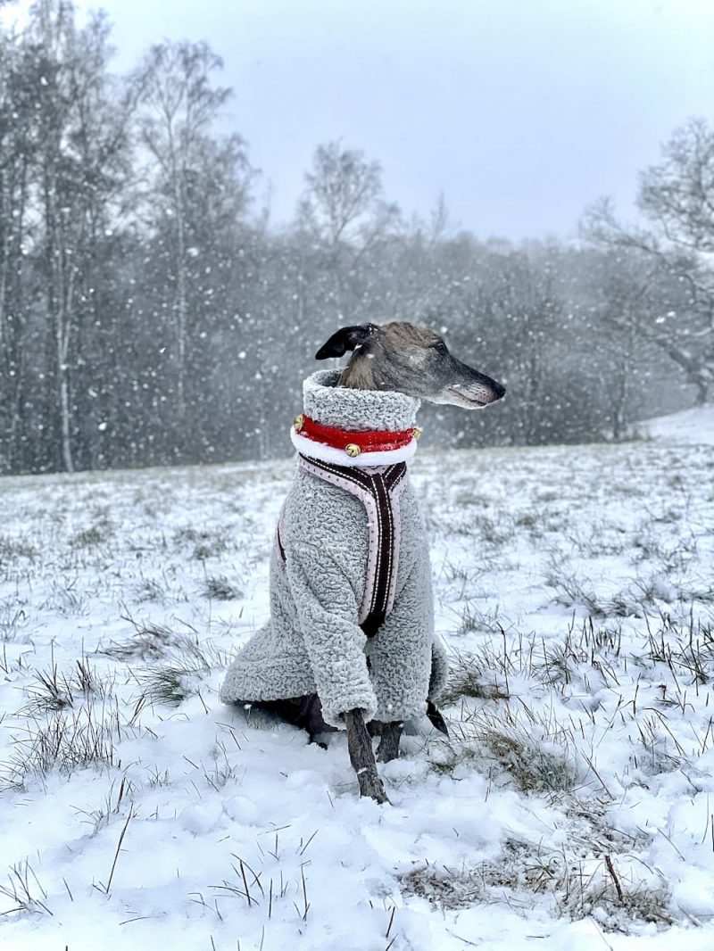 Dogs in Snow: 32 Pups Winning at Winter - Great Pet Living