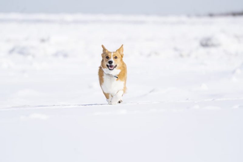 Dogs in Snow: 32 Pups Winning at Winter - Great Pet Living