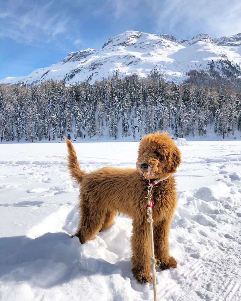 Dogs in Snow: 32 Pups Winning at Winter - Great Pet Living