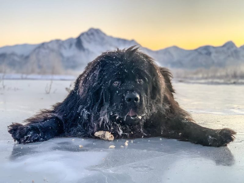 Dogs in Snow: 32 Pups Winning at Winter - Great Pet Living