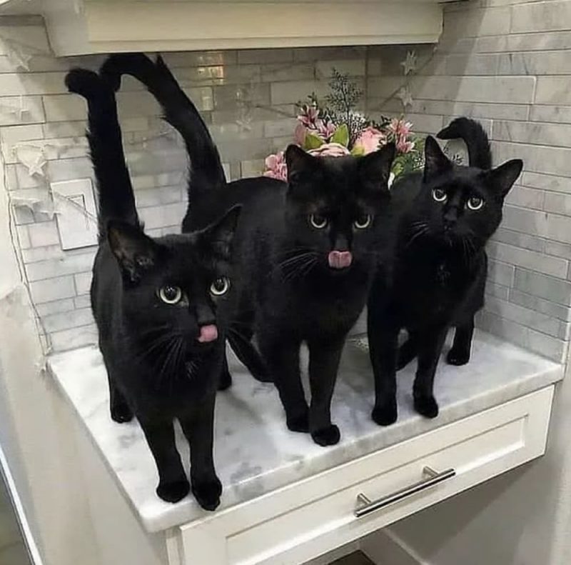 17 Incredible Black Cat Pictures - Great Pet Living