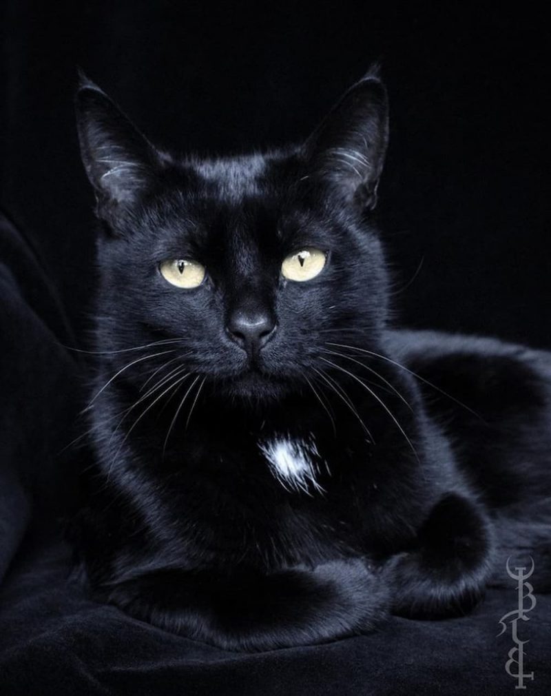 17 Incredible Black Cat Pictures - Great Pet Living