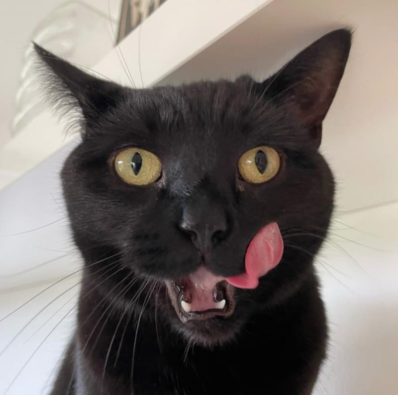 17 Incredible Black Cat Pictures - Great Pet Living