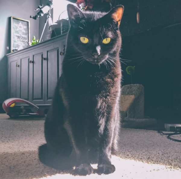 17 Incredible Black Cat Pictures - Great Pet Living