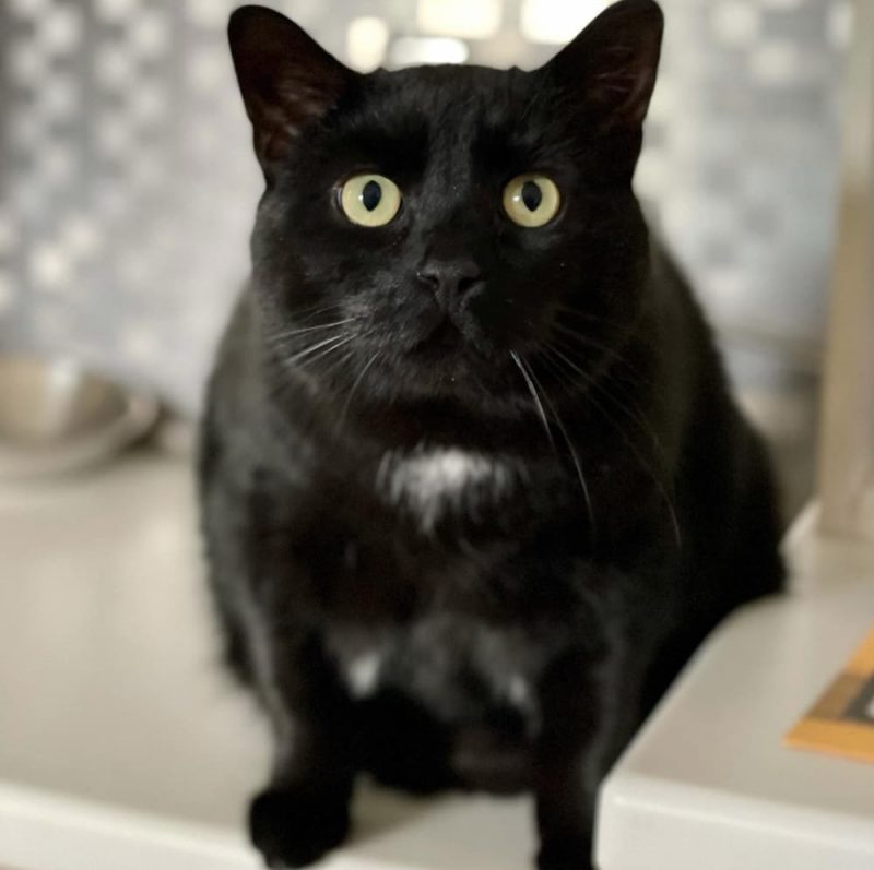 17 Incredible Black Cat Pictures - Great Pet Living