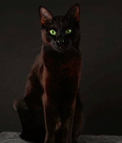 17 Incredible Black Cat Pictures - Great Pet Living