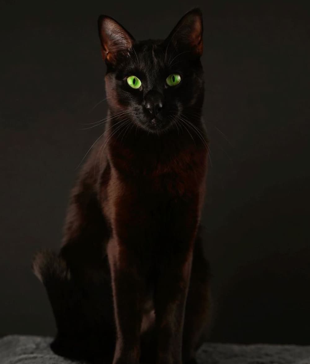 17 Incredible Black Cat Pictures - Great Pet Living