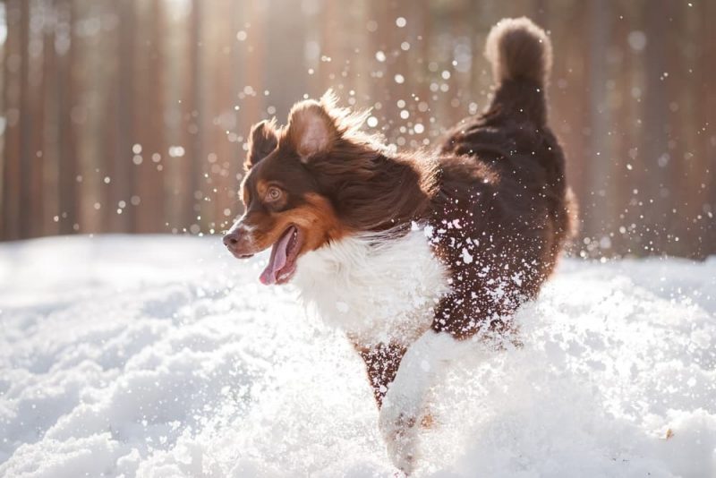 Dogs in Snow: 32 Pups Winning at Winter - Great Pet Living