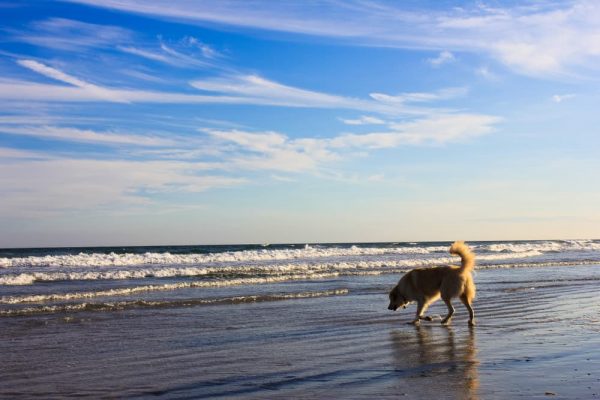 11 Best Dog-Friendly Beaches in Florida - Great Pet Living