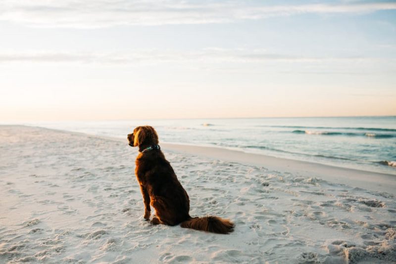 11 Best Dog-Friendly Beaches in Florida - Great Pet Living