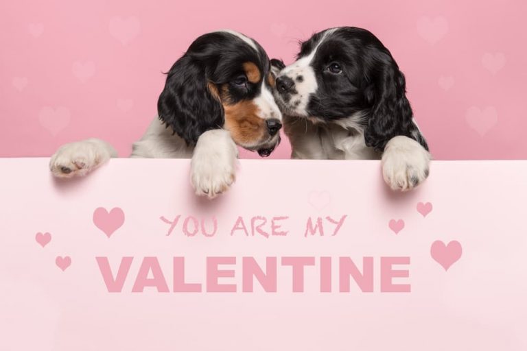 61 Dog Valentine Puns and Sayings to Show Your Love - Great Pet Living