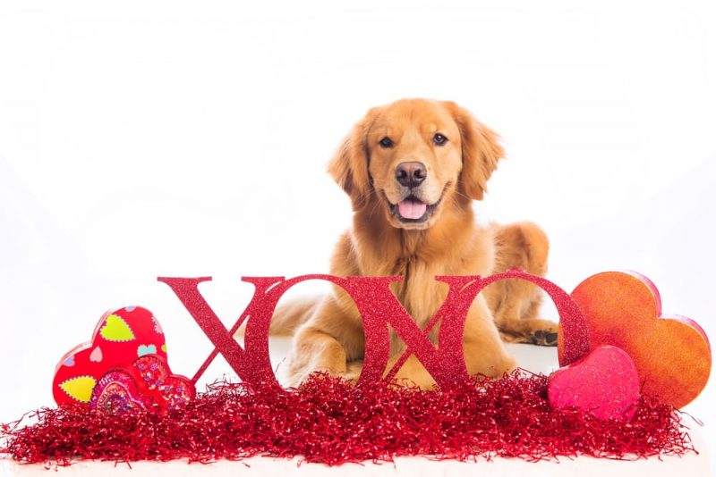 61 Dog Valentine Puns and Sayings to Show Your Love - Great Pet Living