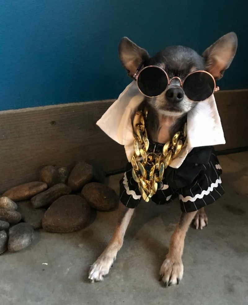 24 Pictures of Small Dogs with Big Personalities - Great Pet Living