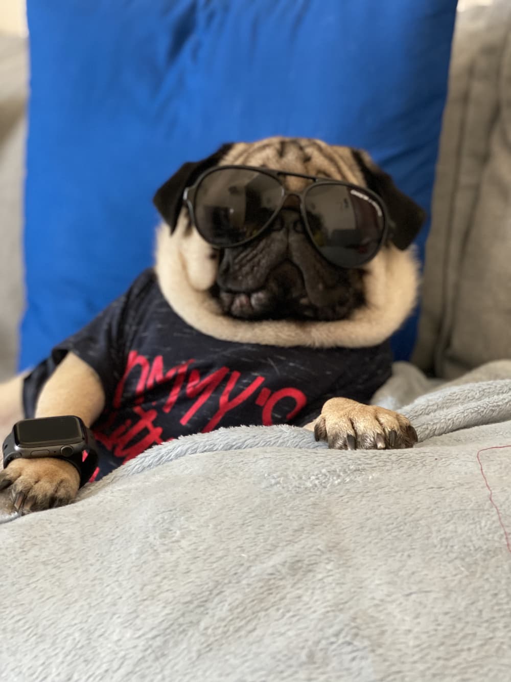 24 Pictures of Small Dogs with Big Personalities - Great Pet Living