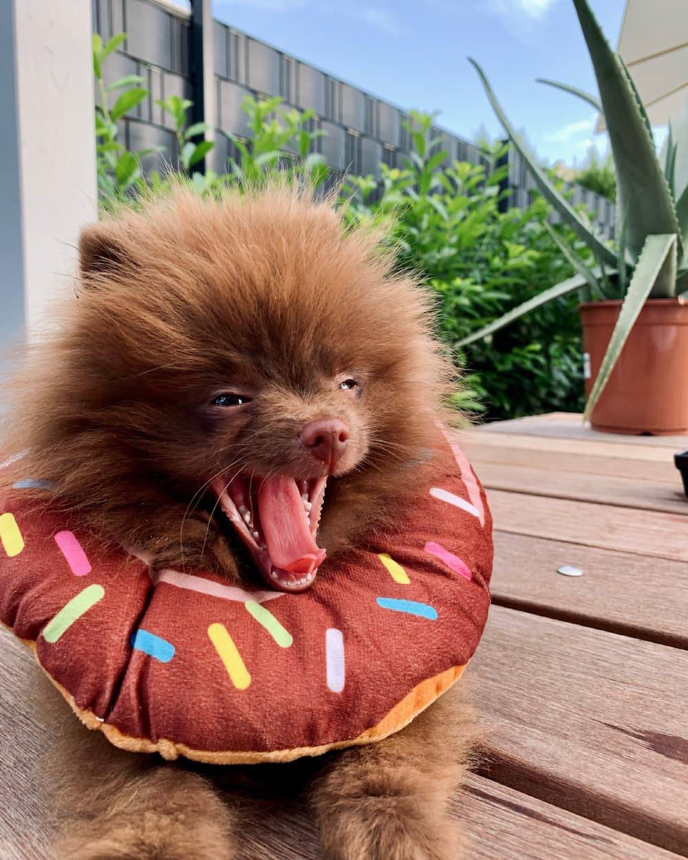 24 Pictures of Small Dogs with Big Personalities - Great Pet Living