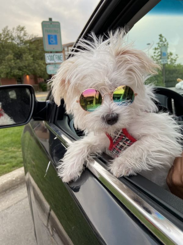 24 Pictures of Small Dogs with Big Personalities - Great Pet Living