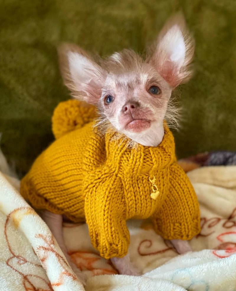 24 Pictures of Small Dogs with Big Personalities - Great Pet Living