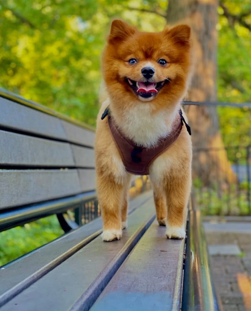 24 Pictures of Small Dogs with Big Personalities - Great Pet Living