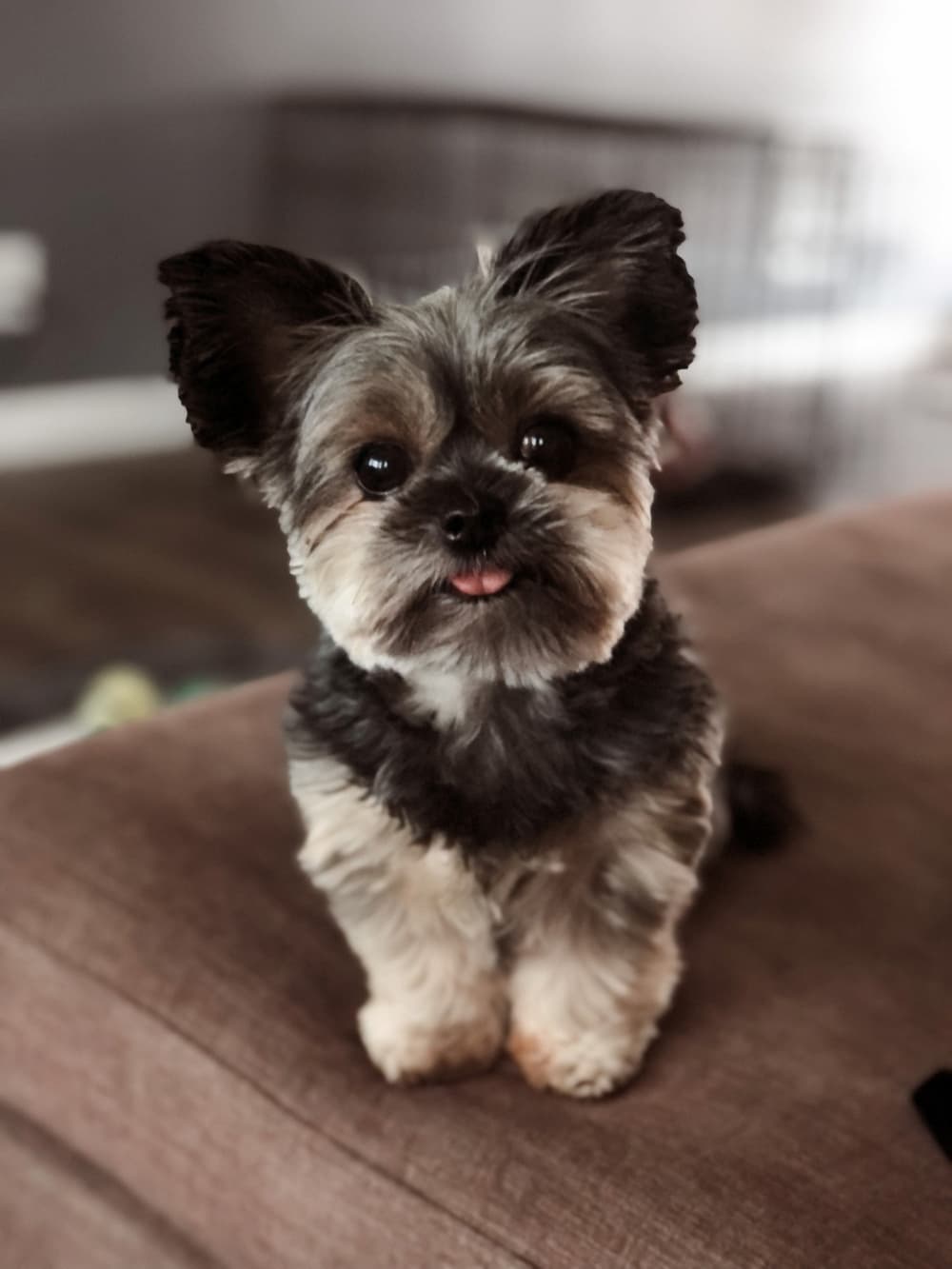 24 Pictures of Small Dogs with Big Personalities - Great Pet Living