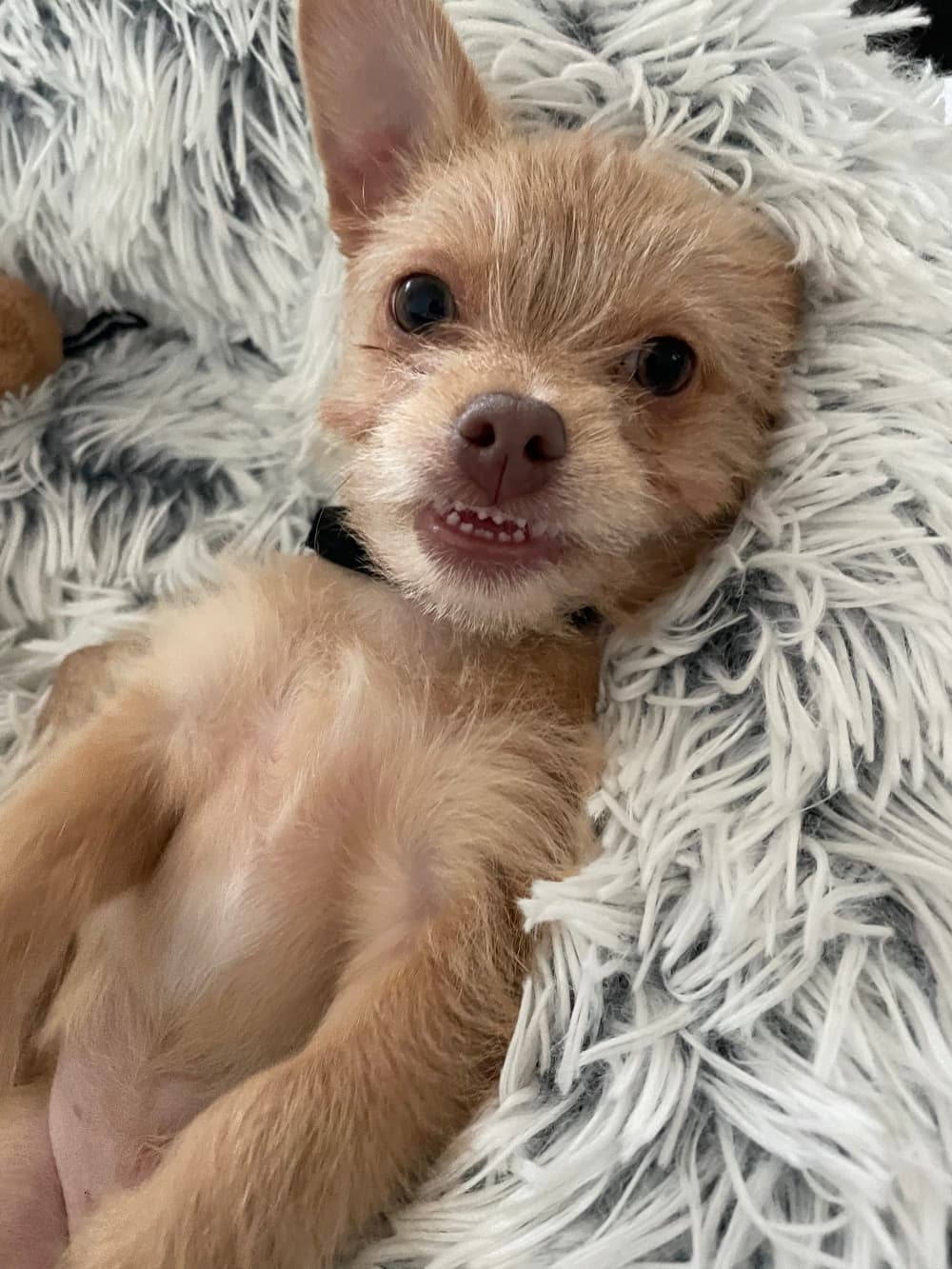 24 Pictures of Small Dogs with Big Personalities - Great Pet Living