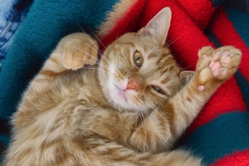 Cats With Thumbs: All About Polydactyl Cats - Great Pet Living