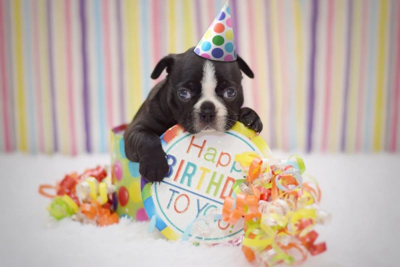 32 Dog Birthday Quotes to Celebrate Pups and Pet Lovers - Great Pet Living