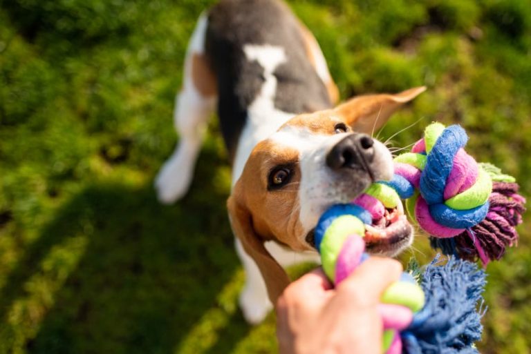 6 Ultimate Tug Of War Dog Toys For Endless Fun Great Pet Living