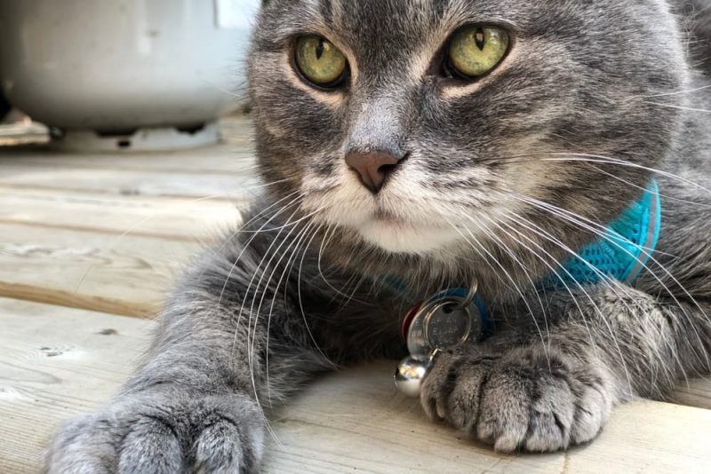 Cats With Thumbs: All About Polydactyl Cats - Great Pet Living