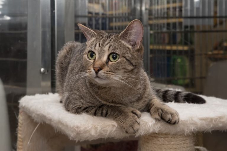 Cats With Thumbs: All About Polydactyl Cats - Great Pet Living