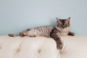 90 Best Cat Puns to Meow Over - Great Pet Living